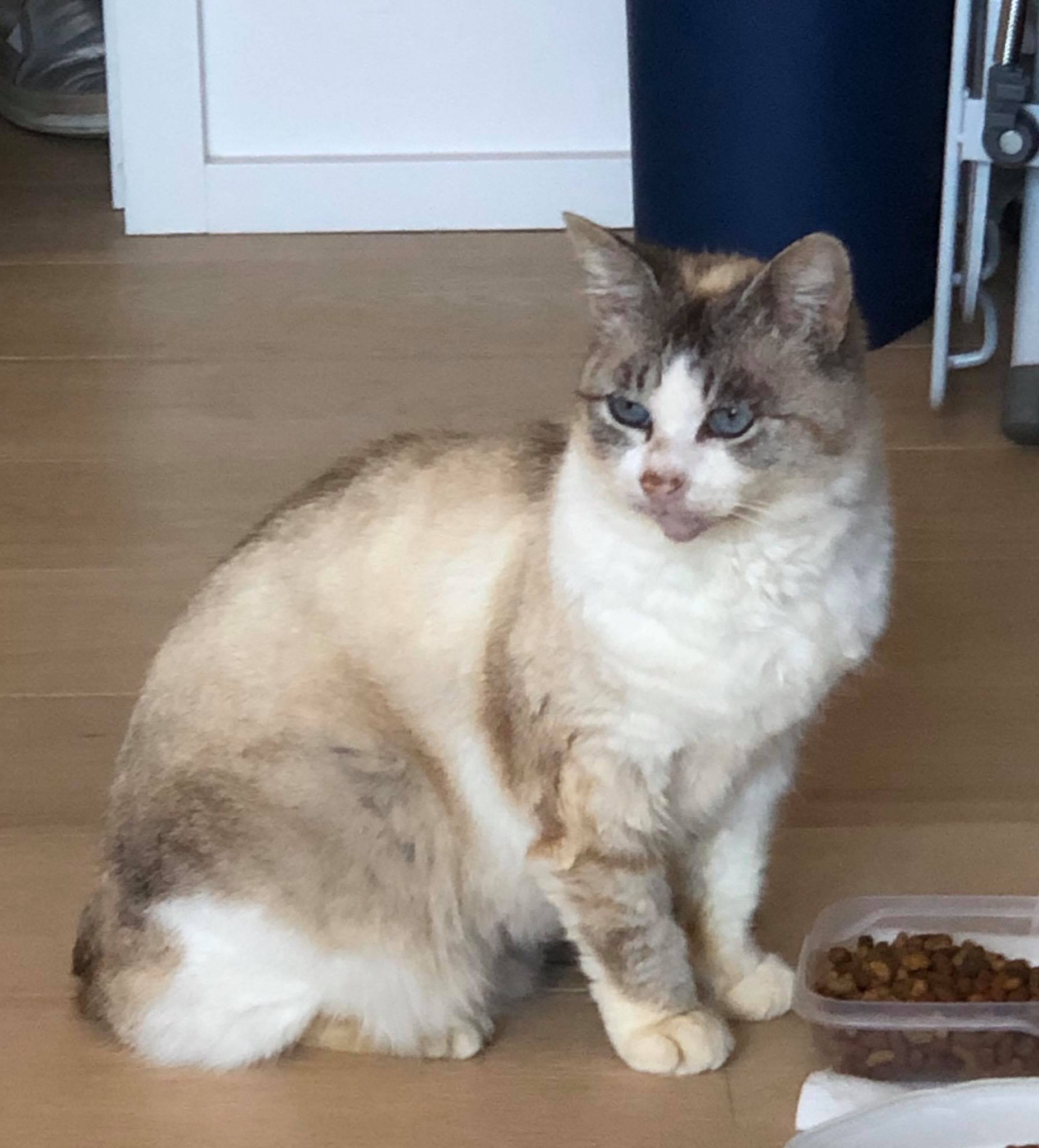 Ter adoptie - Het Kattenkabinet